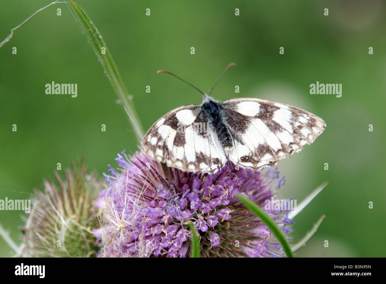 marbled white butterfly on thistle Stock Photo - Alamy