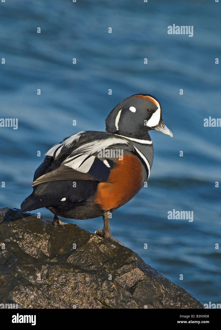Duck Rock Hockey Nosedive