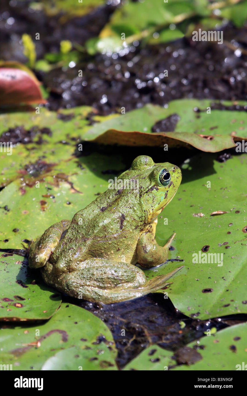 Bullfrog sitting on a lilly pad Stock Photo - Alamy