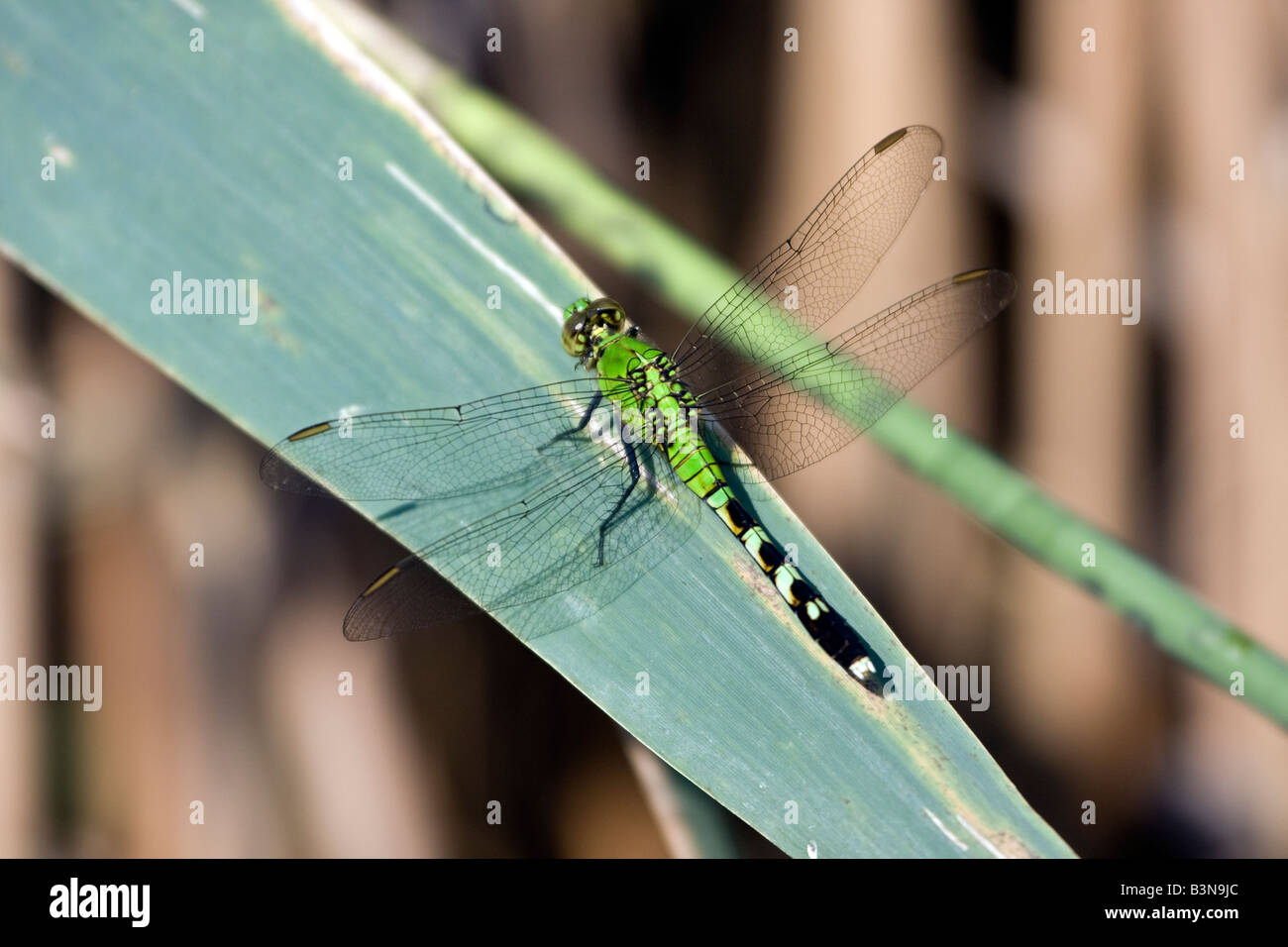 Dragonfly perched on a leaf Stock Photo - Alamy