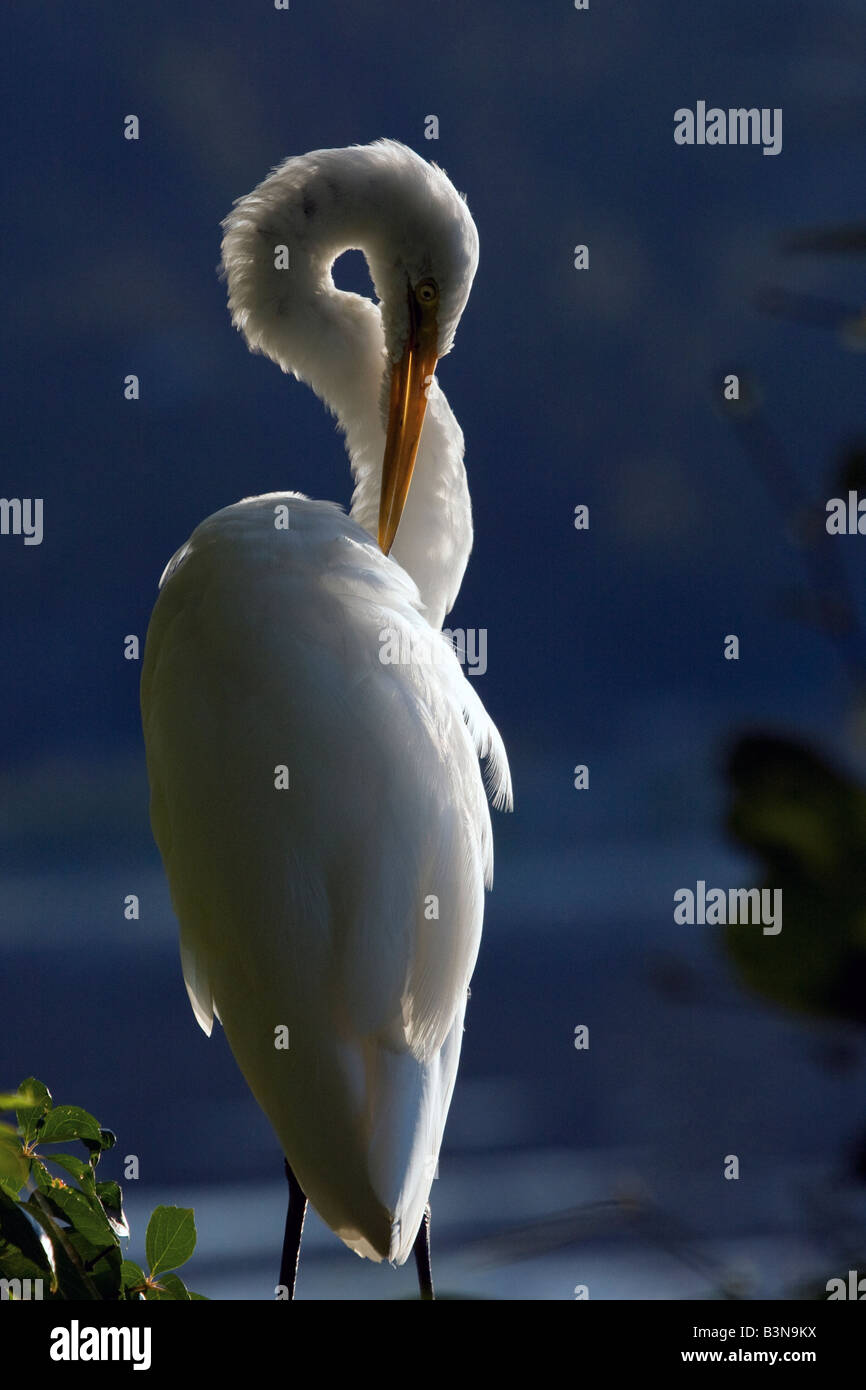 Preening white stork hi-res stock photography and images - Alamy