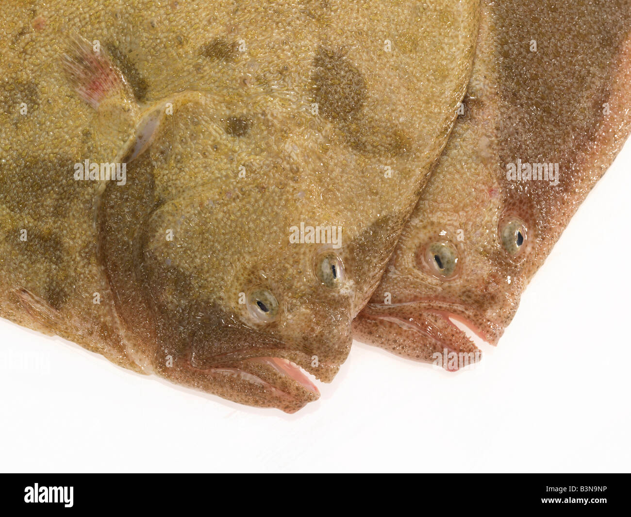 Flatfish eyes hi-res stock photography and images - Alamy