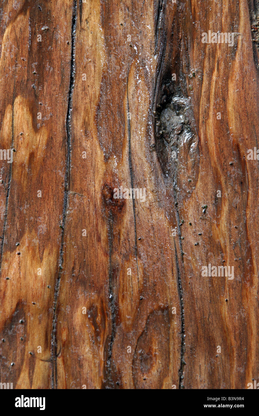 grainy tree trunk Stock Photo - Alamy