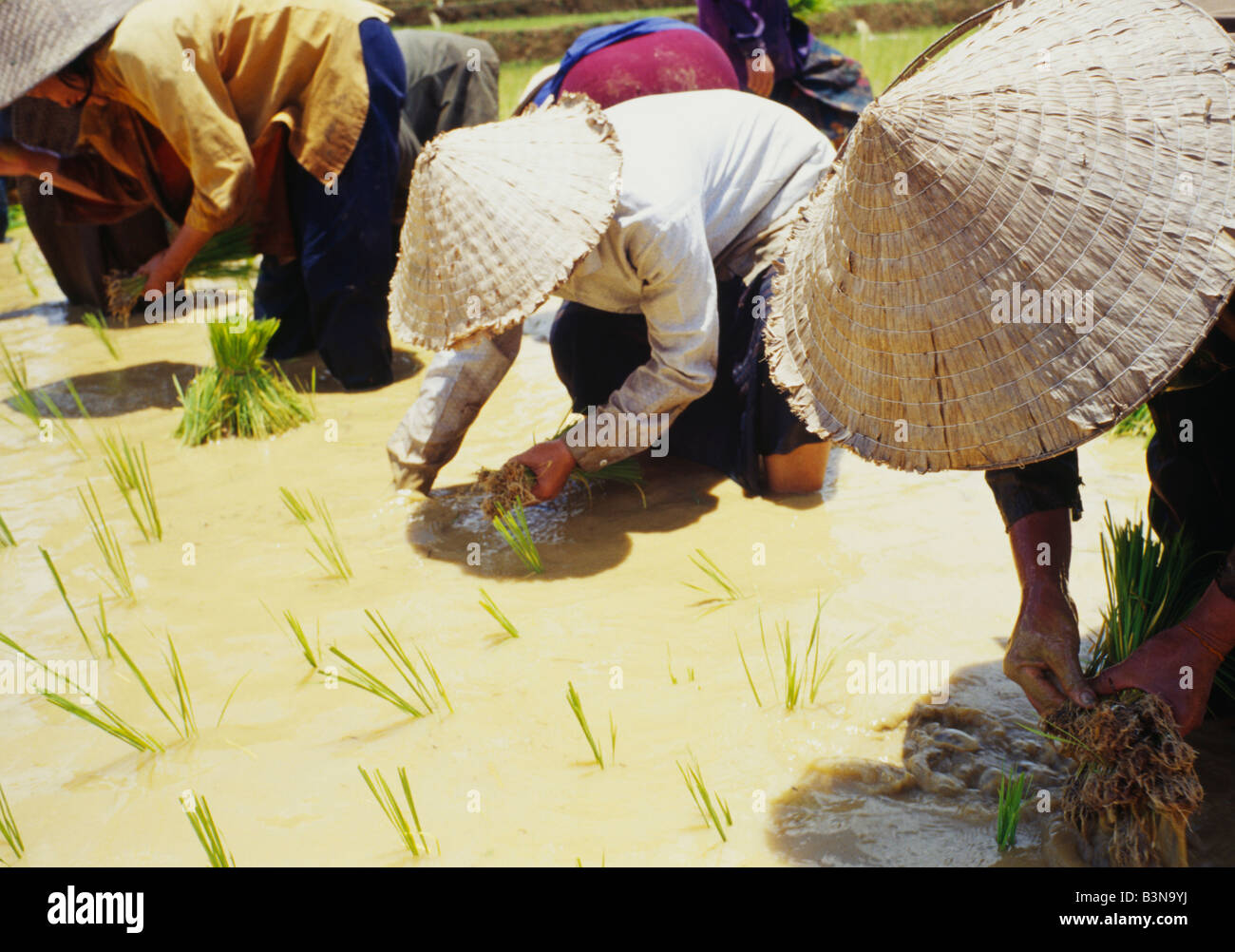 women planting rice ,paddy field, Vietnam Stock Photo - Alamy