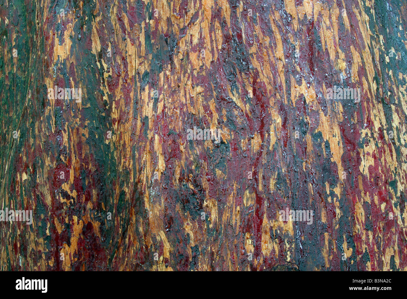 fir tree trunk close in Stock Photo - Alamy