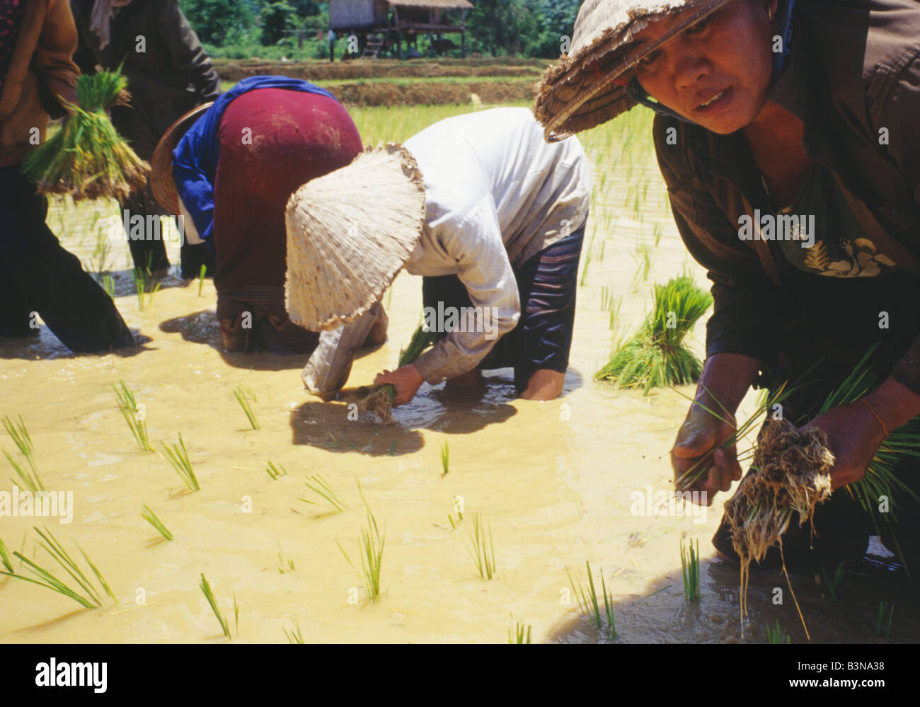 Women straw hats paddy field hi-res stock photography and images - Alamy