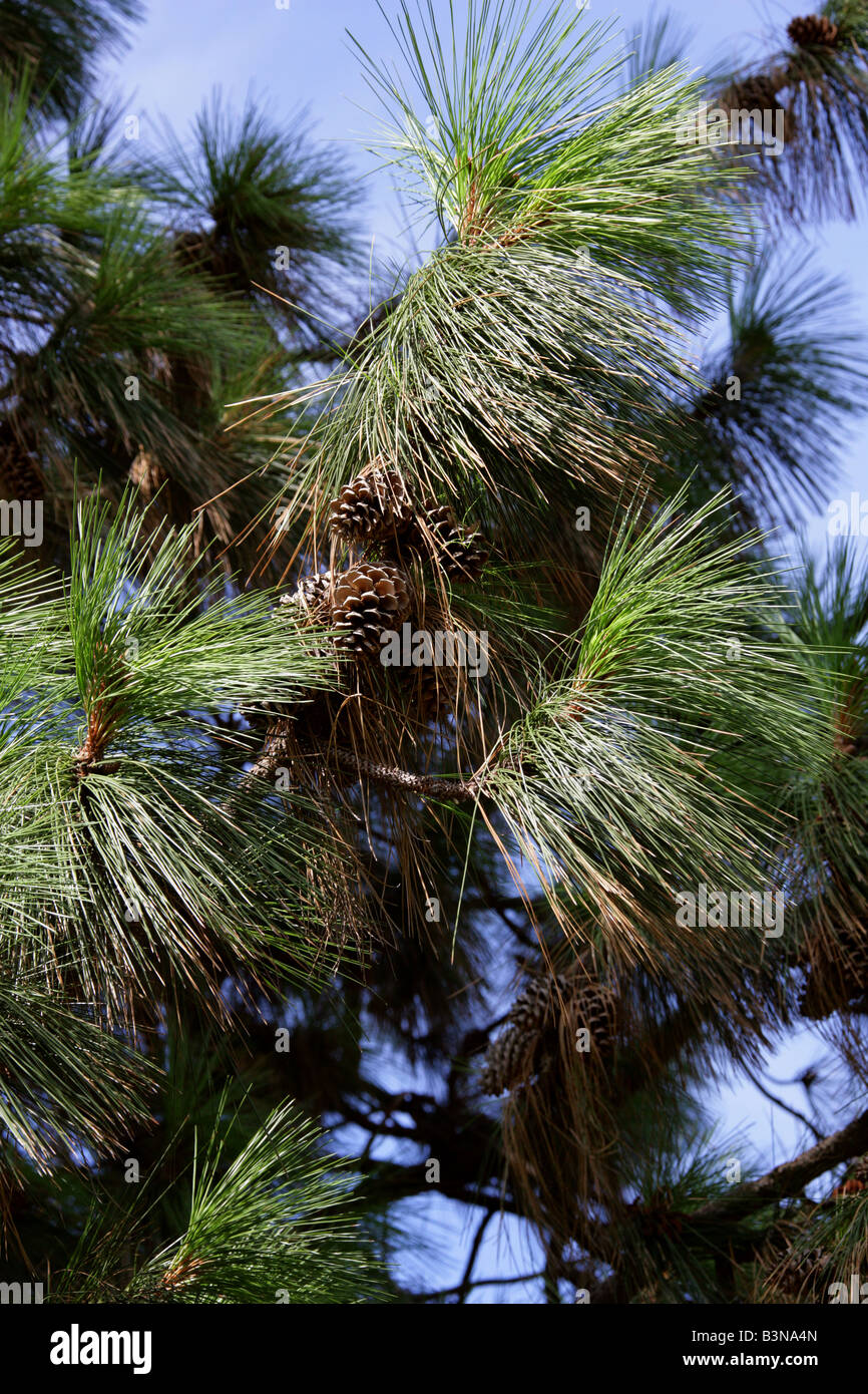 Bull pine pinus ponderosa hi-res stock photography and images - Alamy