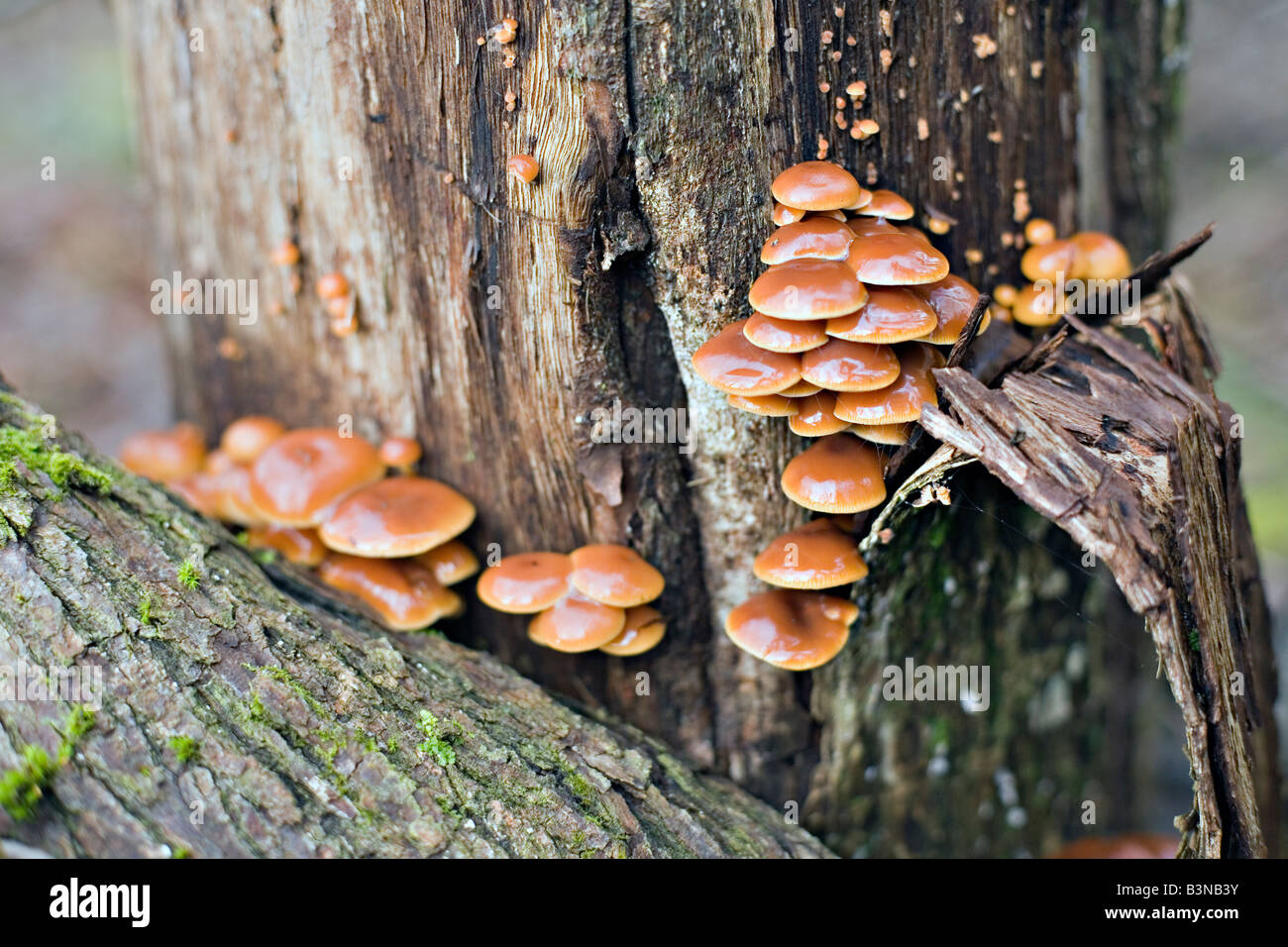 Velvet foot Flammulina velutipes mushrooms Stock Photo - Alamy