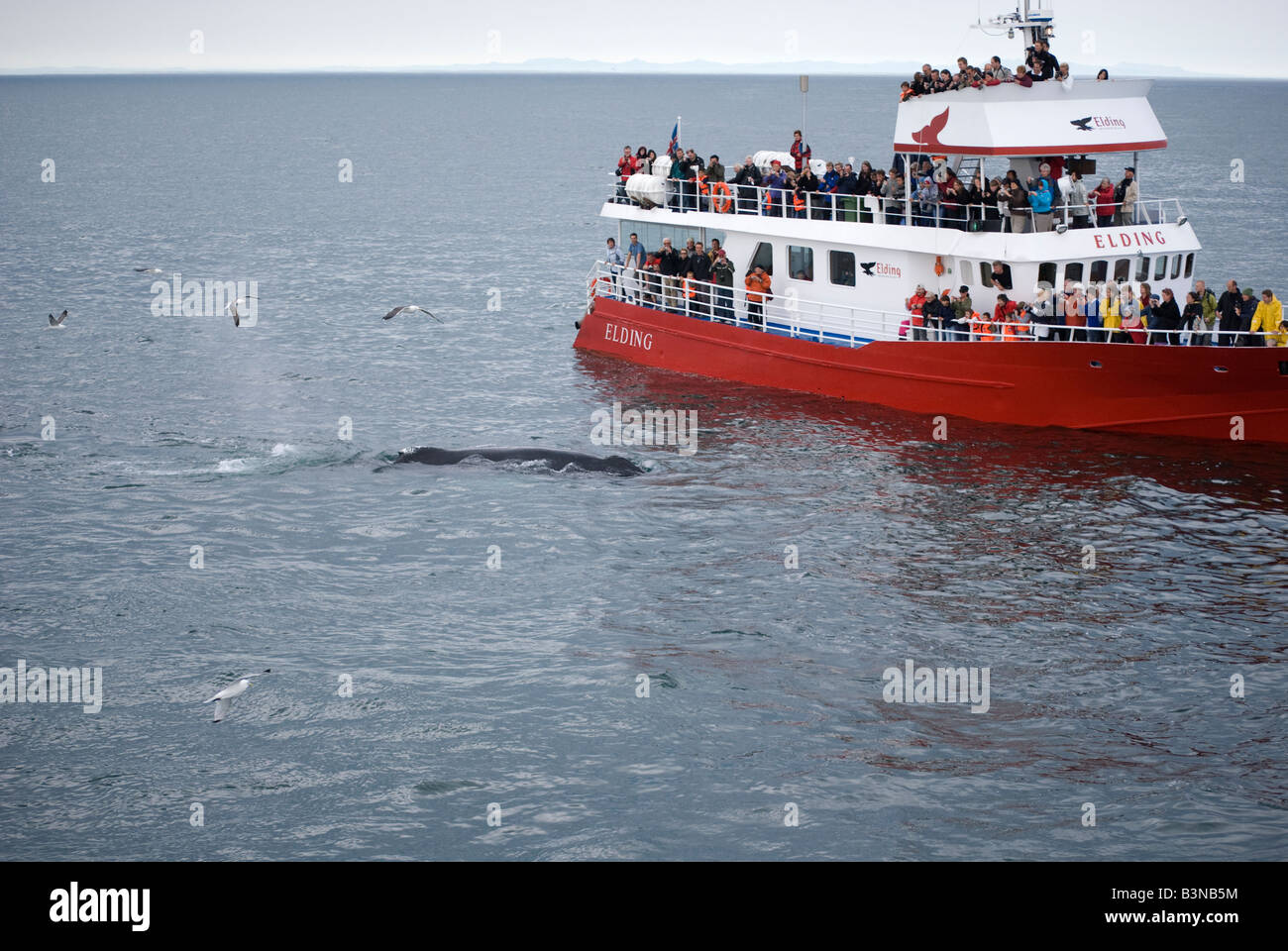 Whale watch vessel observing a Humpback whale (Megaptera novaeangliae ...