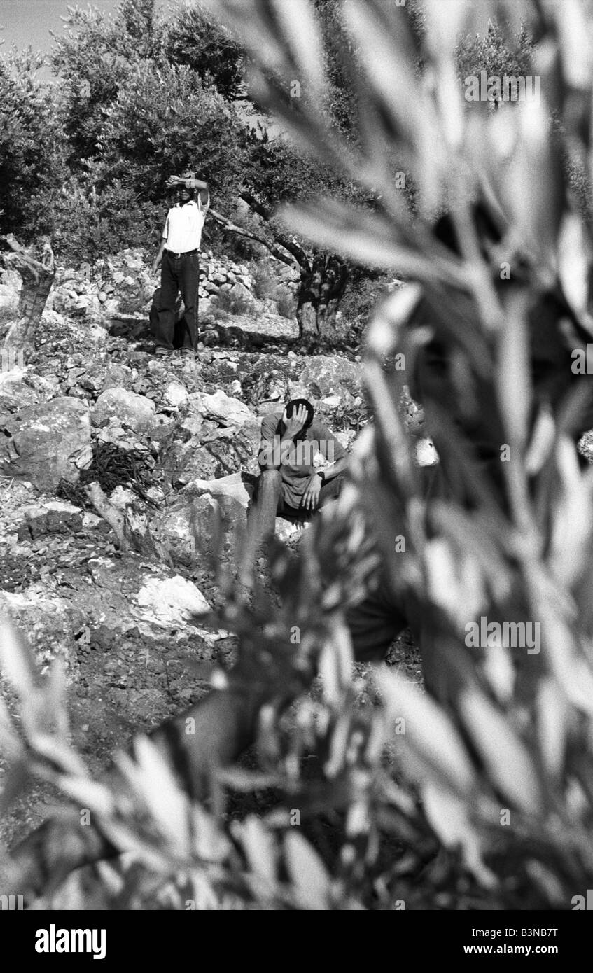 palestinian olive farmers stand in a olive tree grove prior to it being ...