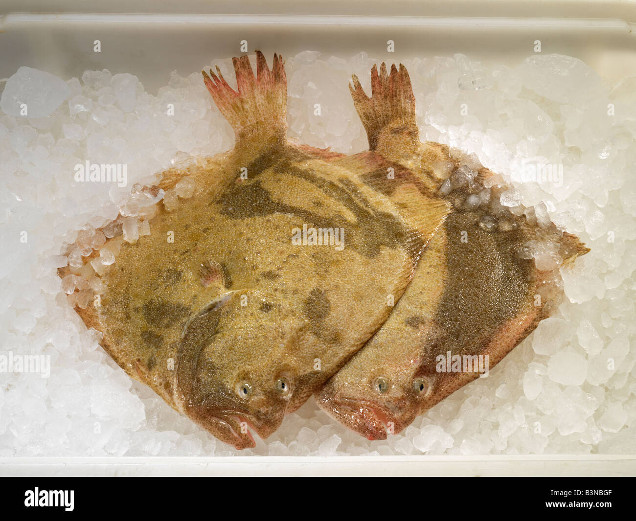 Turbot fish in a bed of ice Stock Photo - Alamy