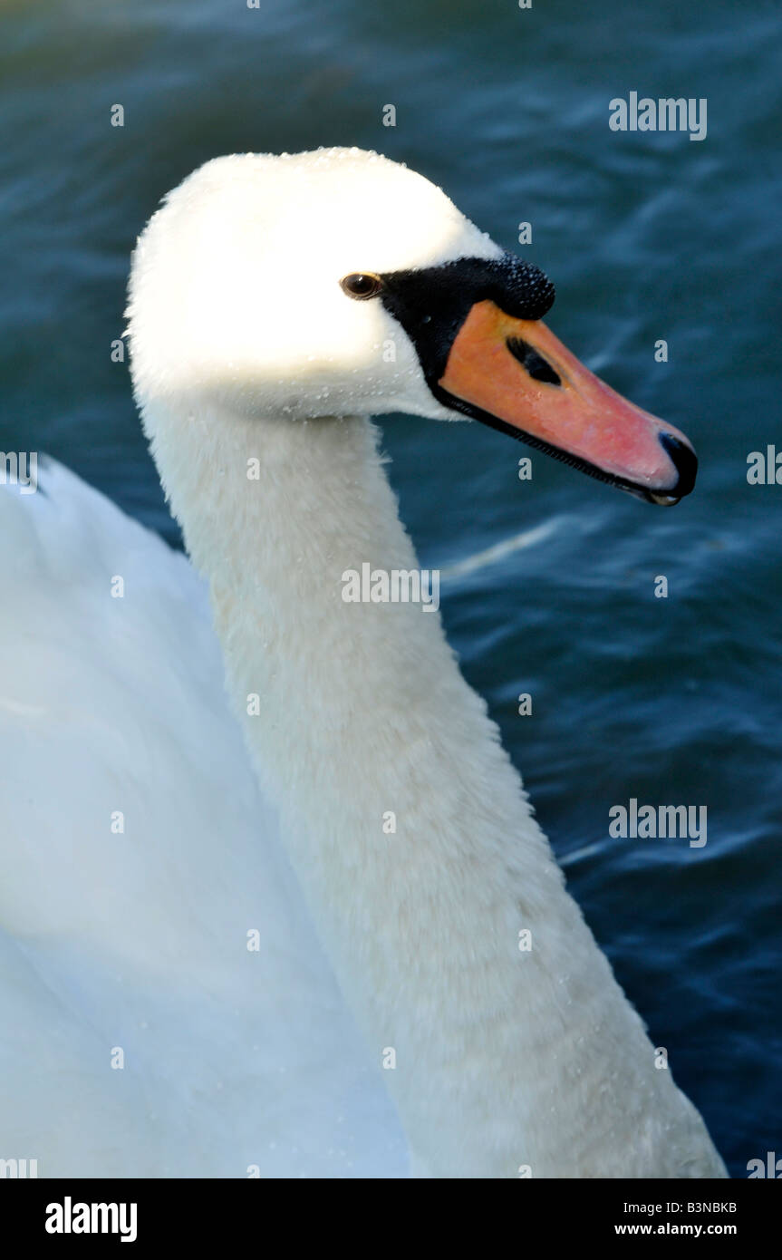 a swan cobb mute bird head and shoulders against a blue watery ...
