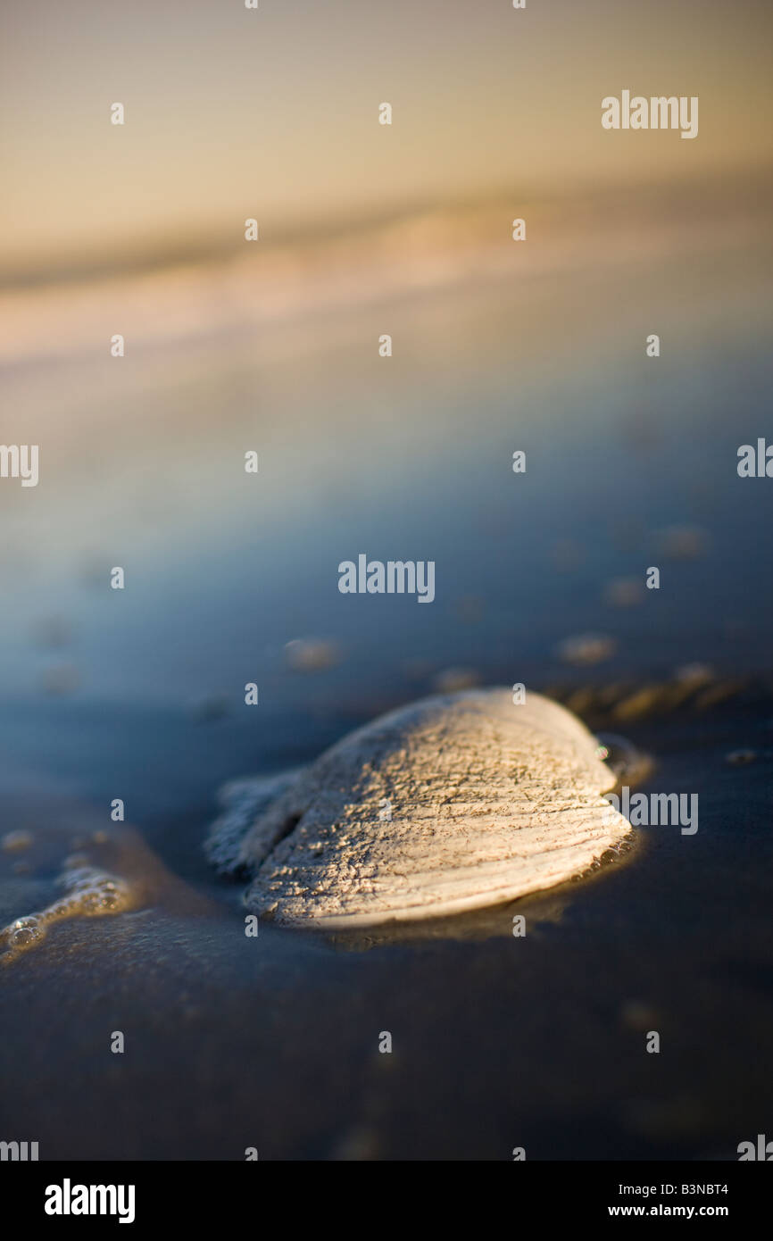 Clam ocean waves hi-res stock photography and images - Alamy