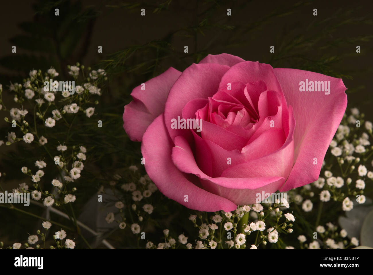 Baby pink rose flower hi-res stock photography and images - Alamy