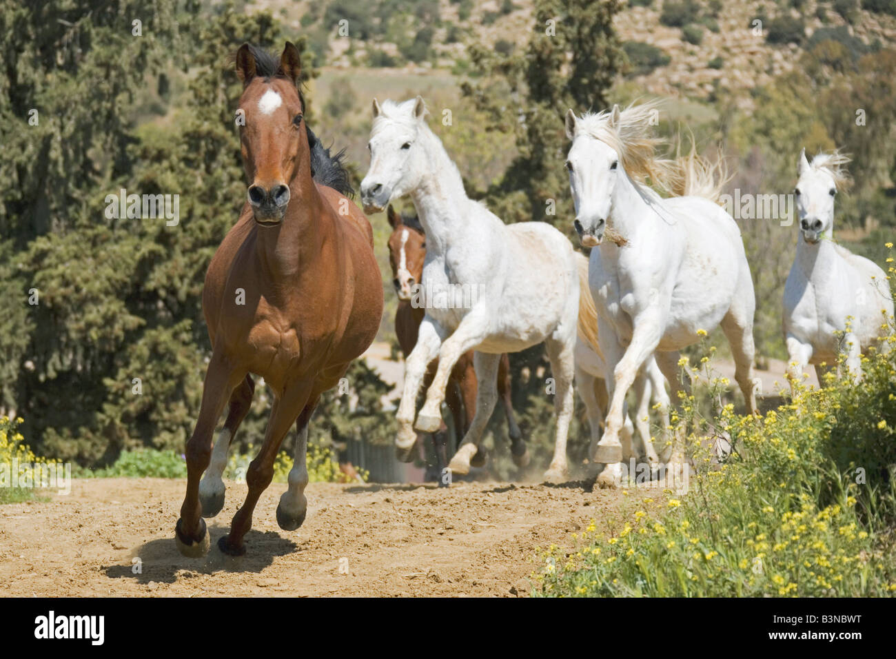 barb herd - galloping Stock Photo - Alamy