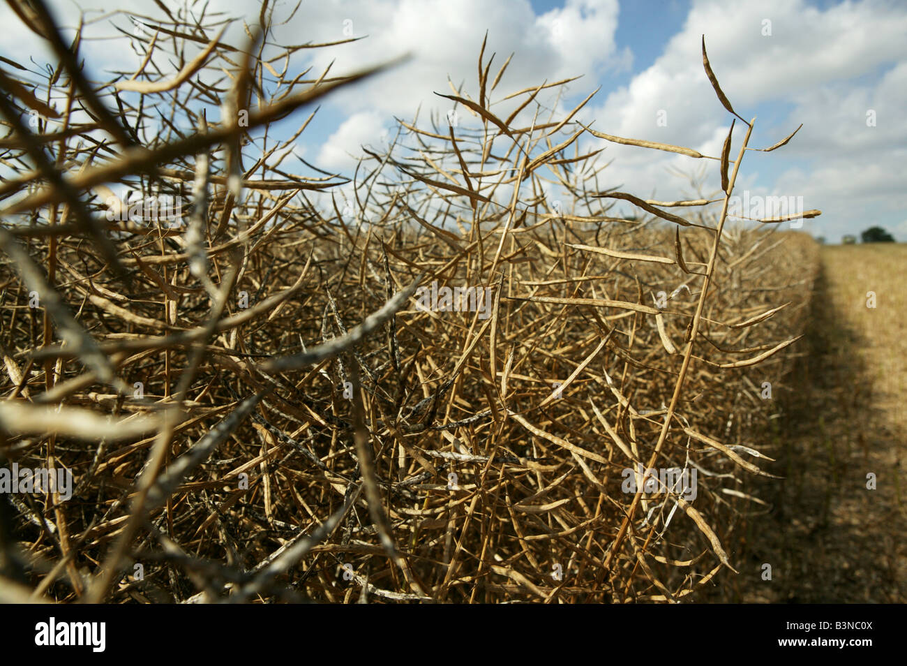 Rapeseed harvest summer crop agriculture farming Stock Photo - Alamy