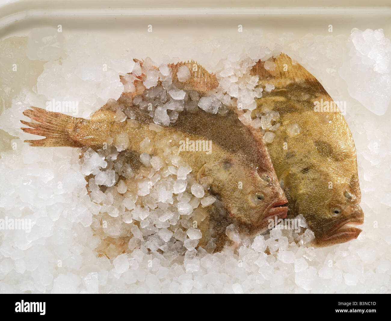 Turbot flatfish hi-res stock photography and images - Alamy