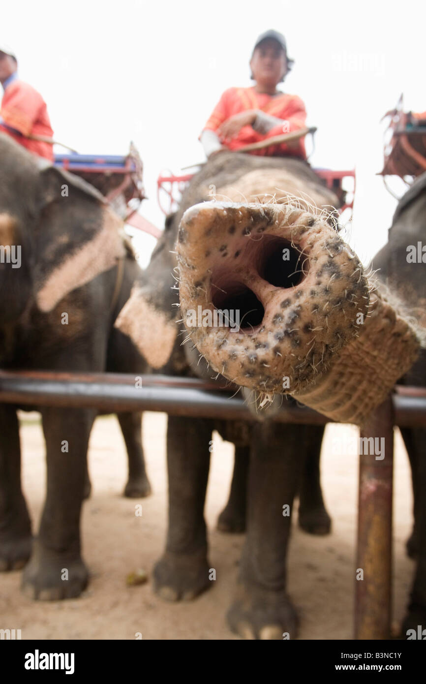Asia, Thailan, Men on elephants Stock Photo - Alamy