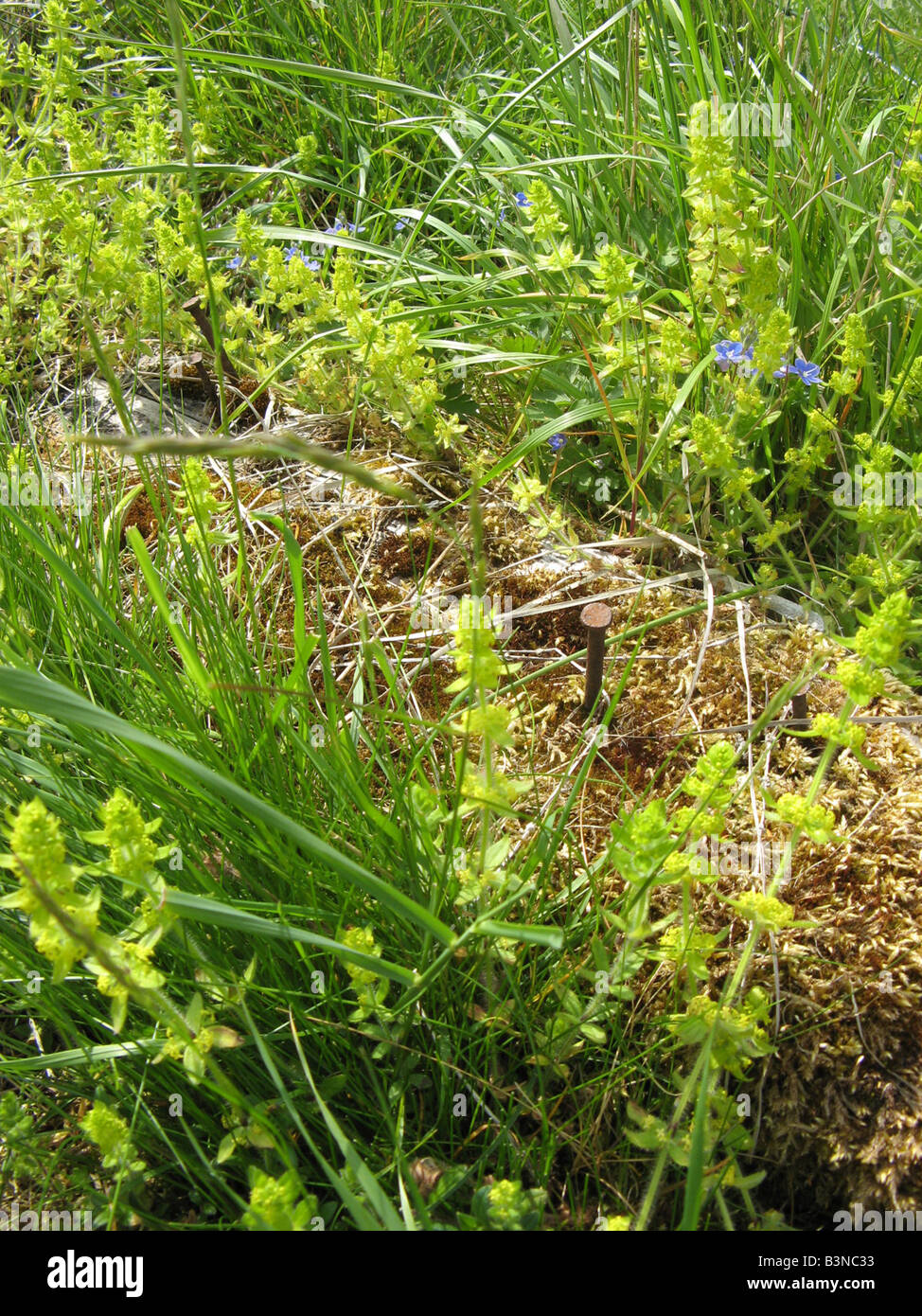 Bedstraw plant hi-res stock photography and images - Alamy