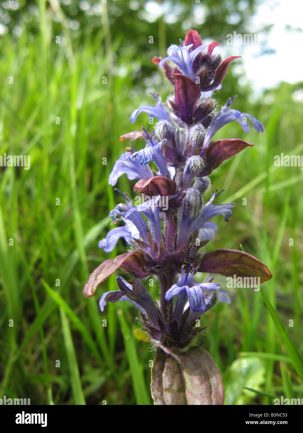 BUGLE Ajuga reptans is a member of the Nettle family Stock Photo - Alamy