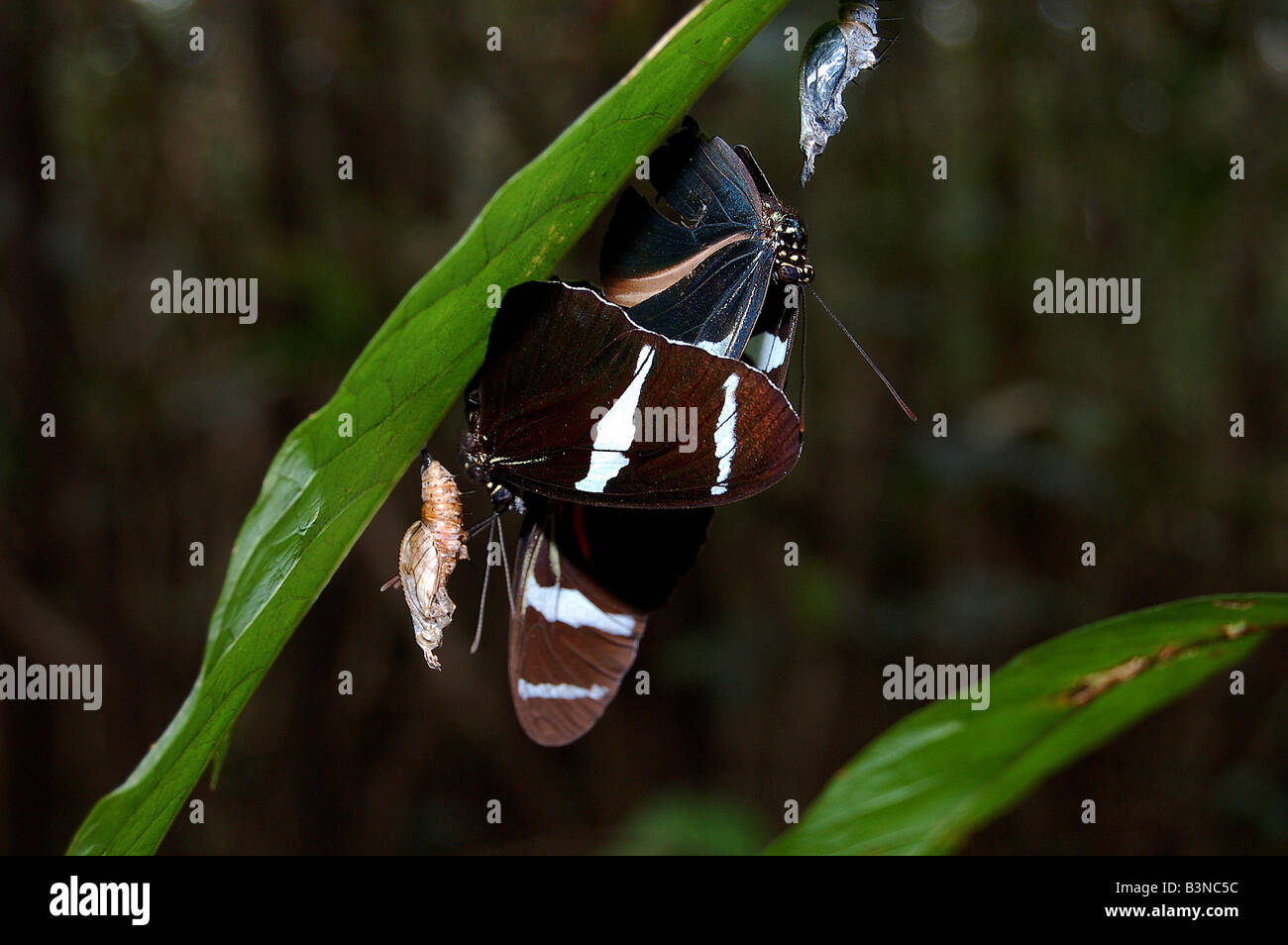 Butterfly in amazon forest. Amazonas, Brazil Stock Photo - Alamy