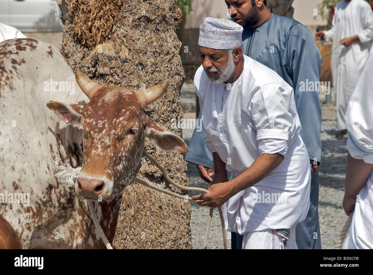 Inspecting a cow livestock souq or market Nizwa Al Dakhiliyah Region ...