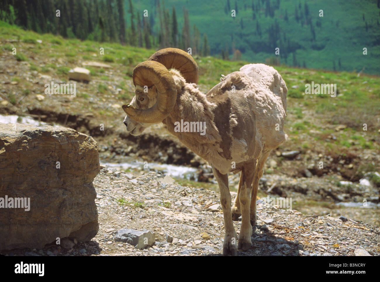 Long Horn Sheep, Glacier National Park, Montana, USA, North America ...