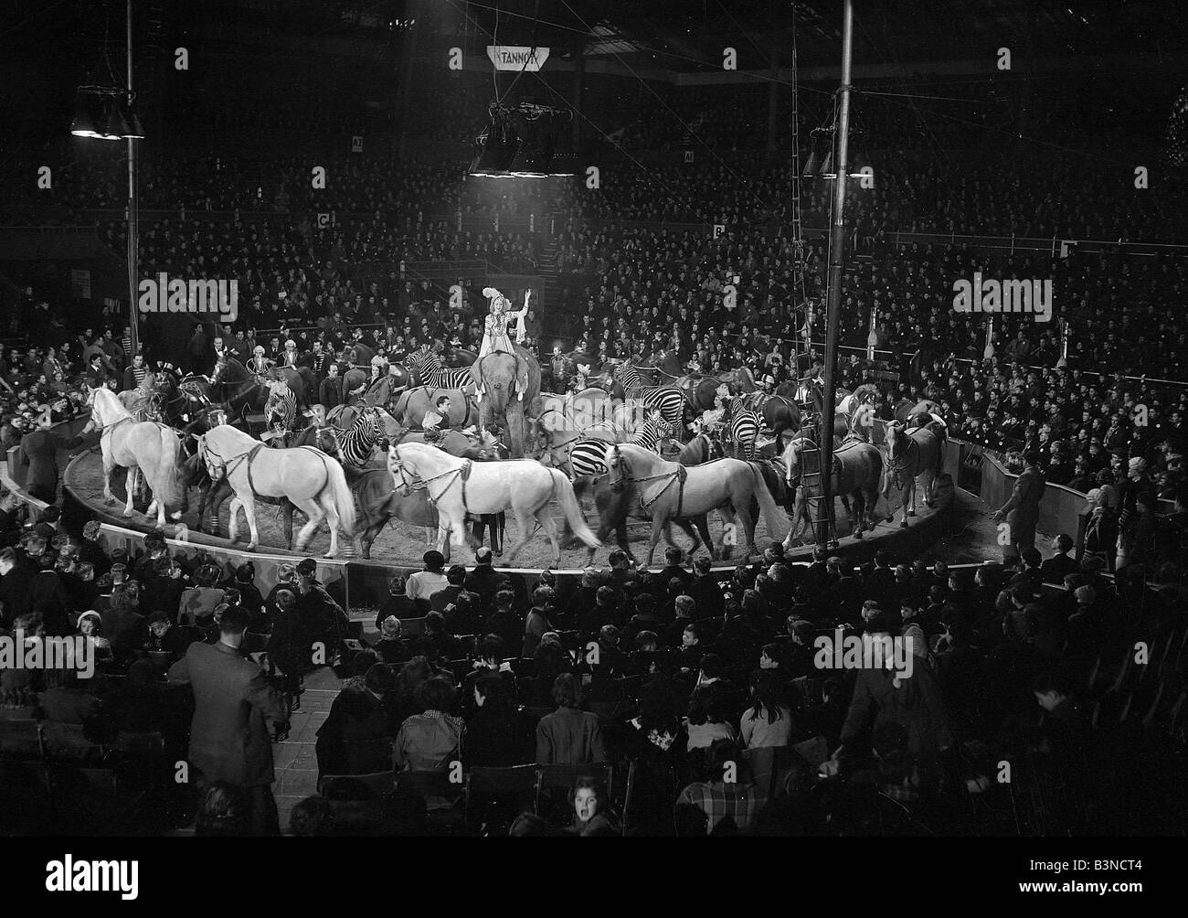 Circus ring master hi-res stock photography and images - Alamy