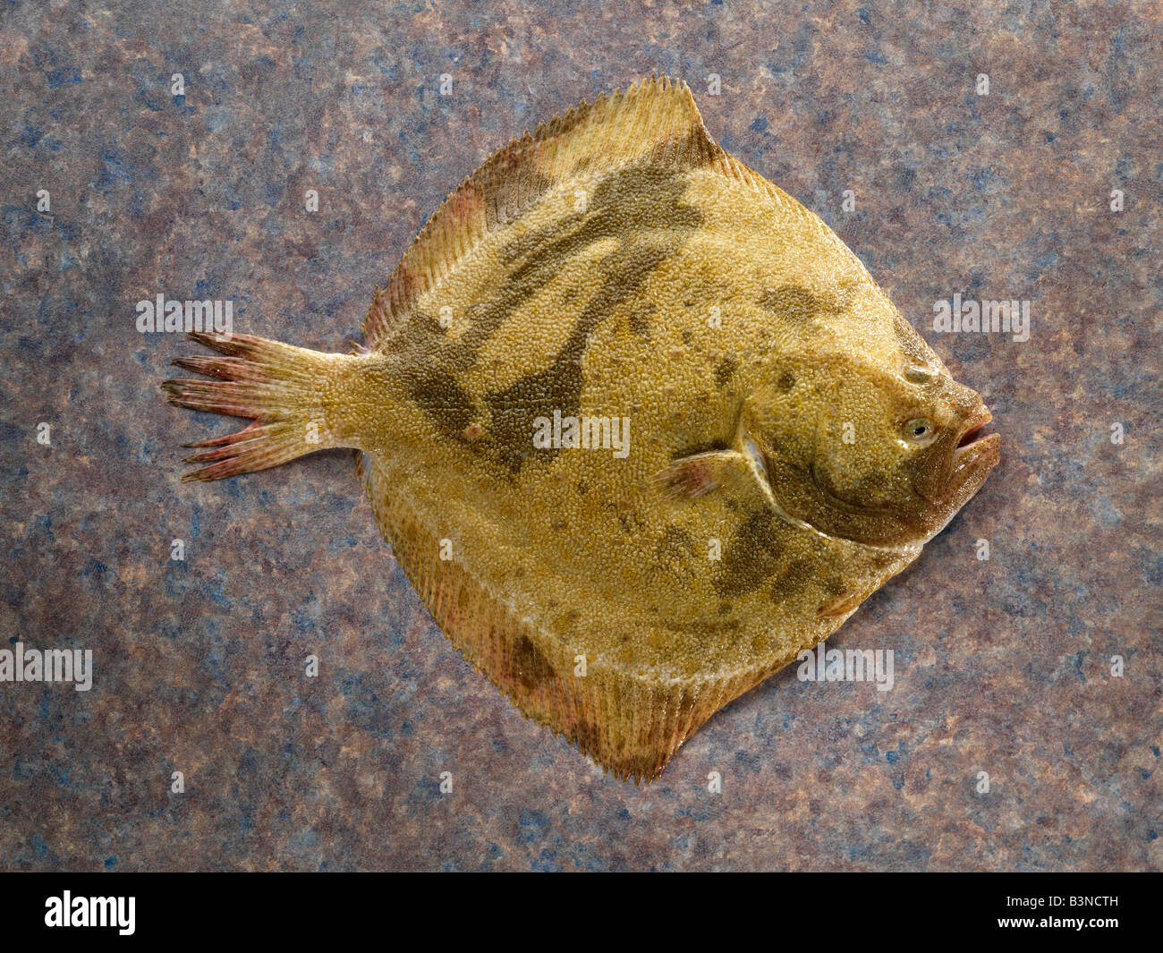 Marble eye hi-res stock photography and images - Alamy