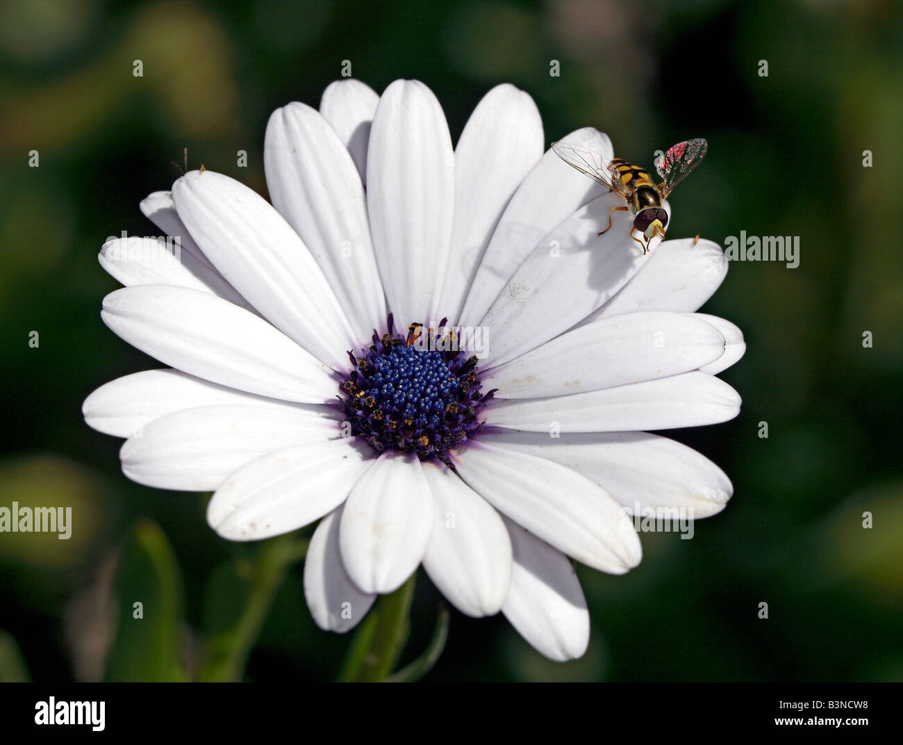 Australian hoverflies australian insect hi-res stock photography and ...