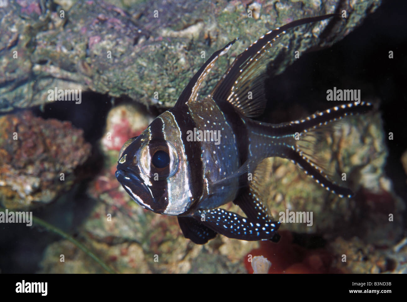 Pterapogon kauderni, Banggai Cardinalfish, Apogonidae Stock Photo - Alamy