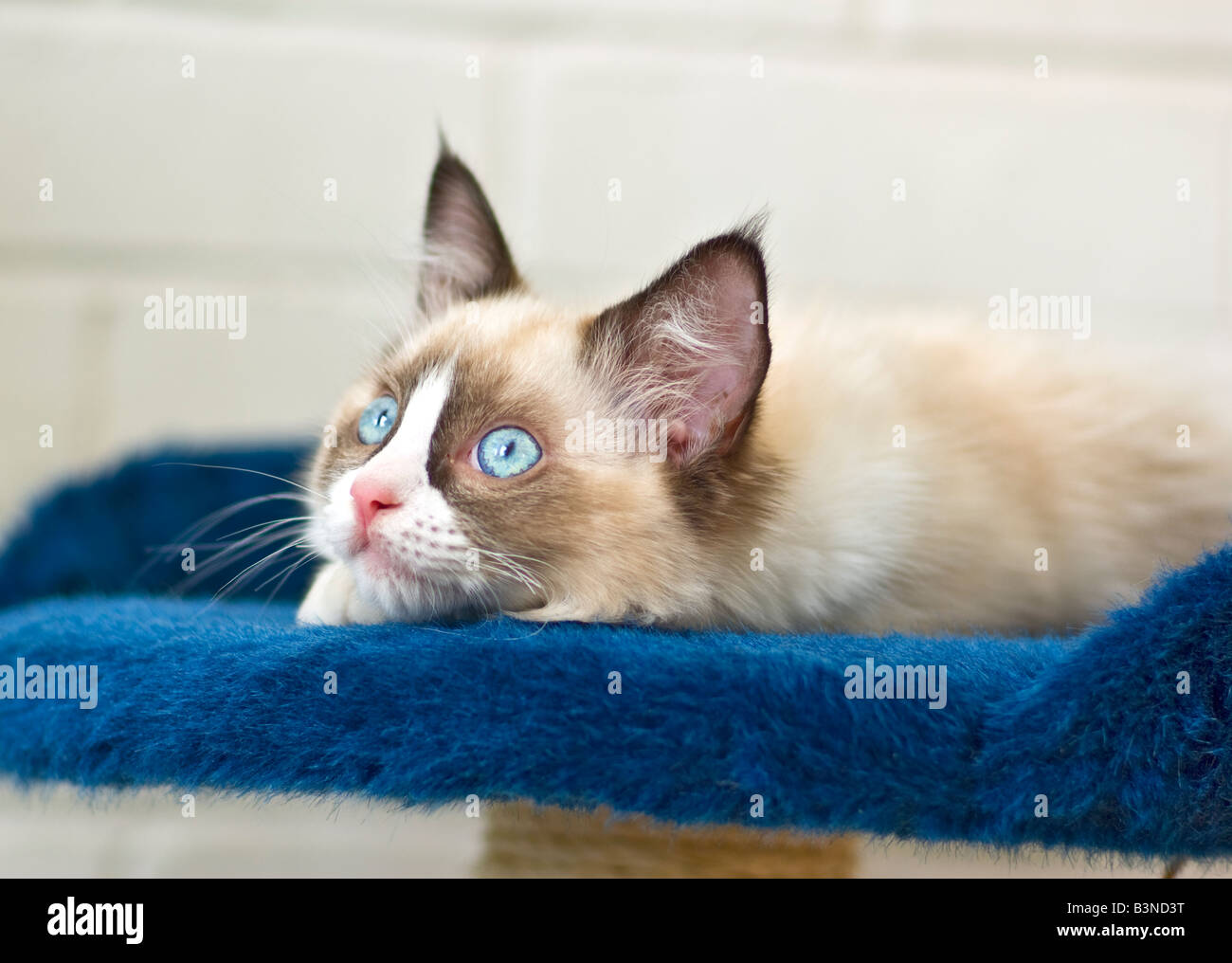 Ragdoll female kitten Stock Photo - Alamy