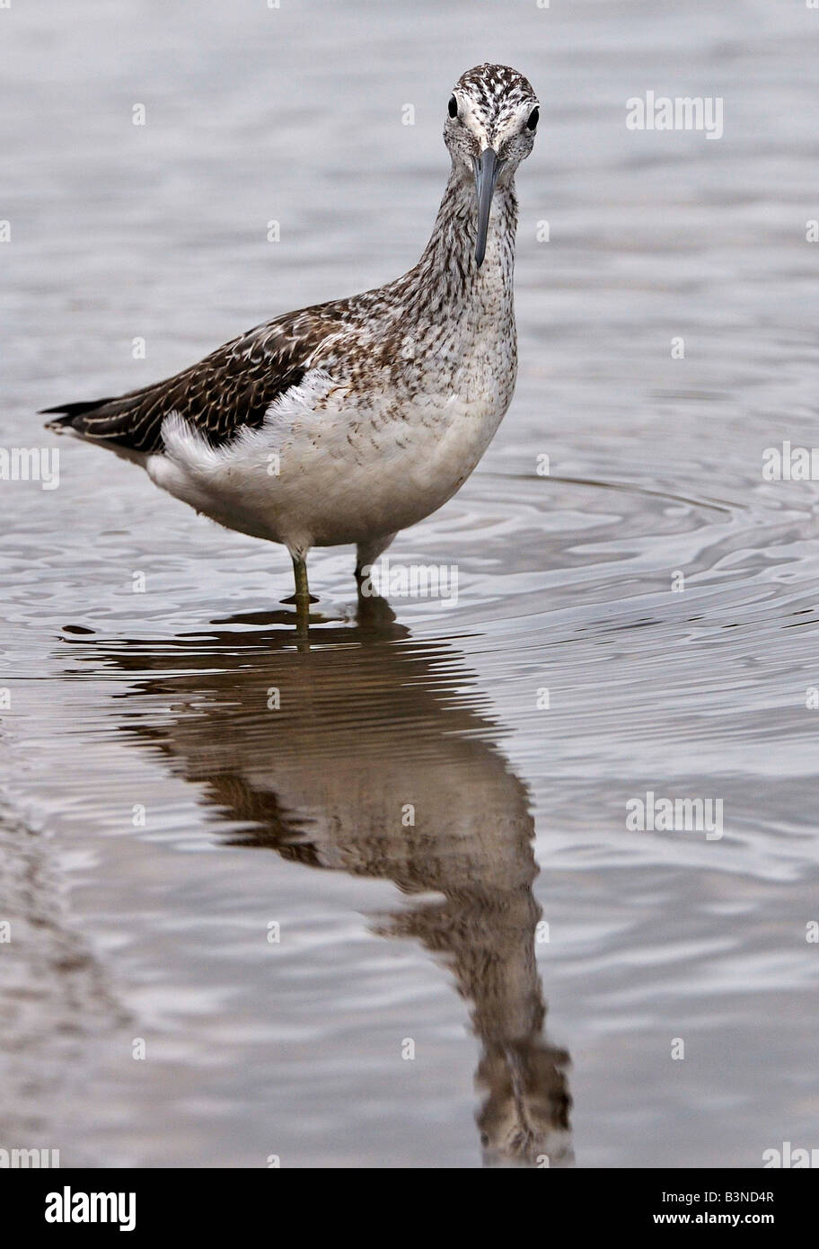 Scientific name: Tringa nebularia fishing in salt marsh creek Stock ...