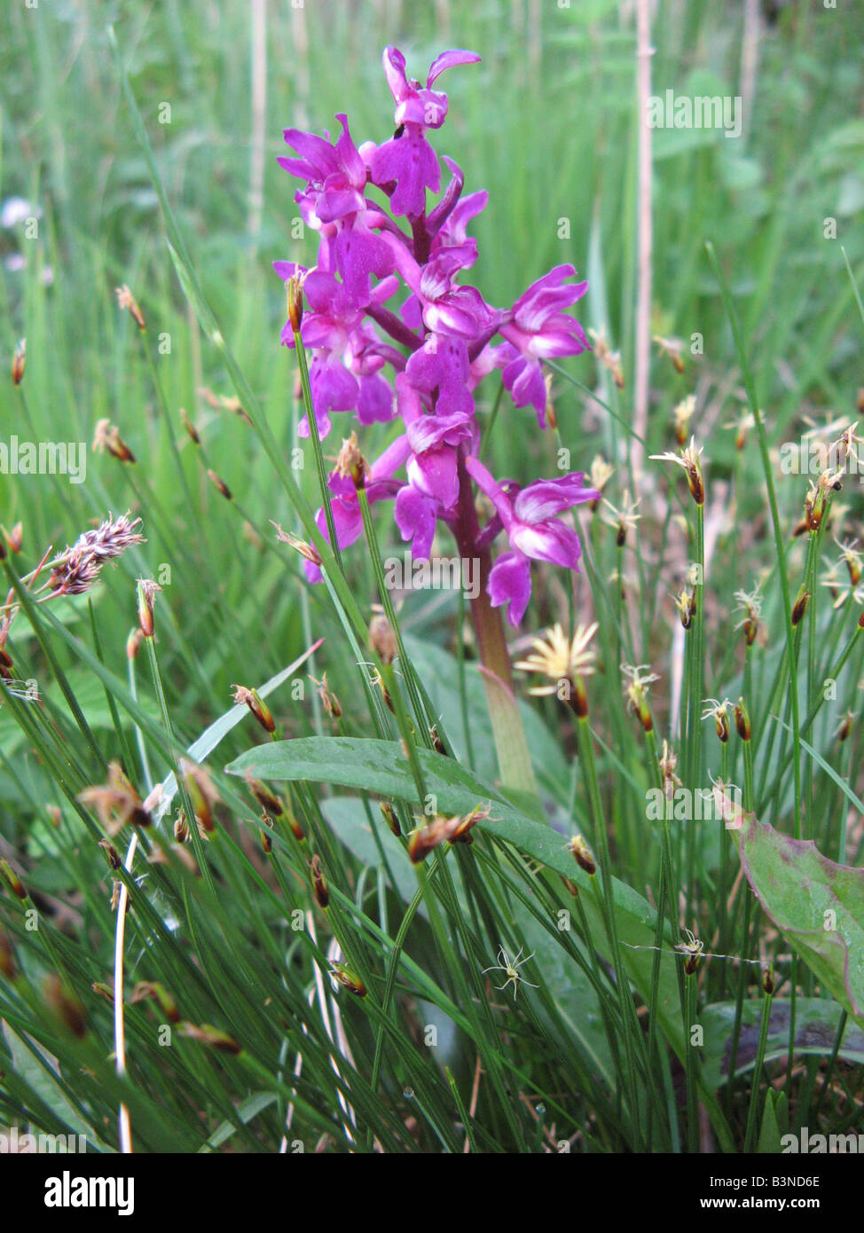 Mascula hi-res stock photography and images - Alamy