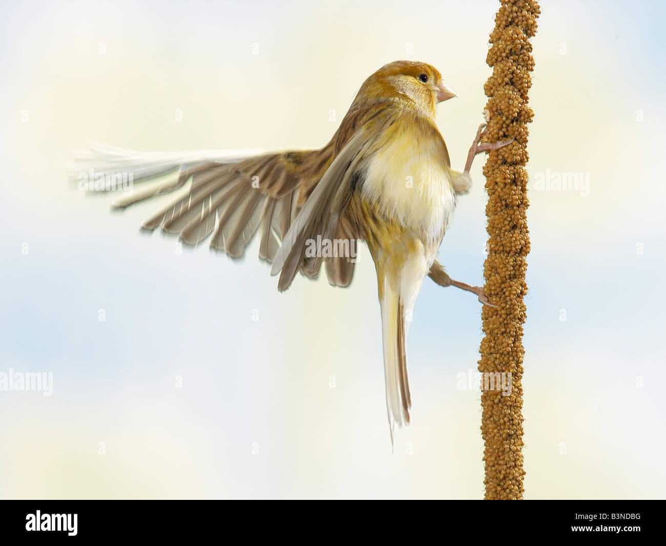 Domestic Canary landing on Fox millet. Germany Stock Photo - Alamy