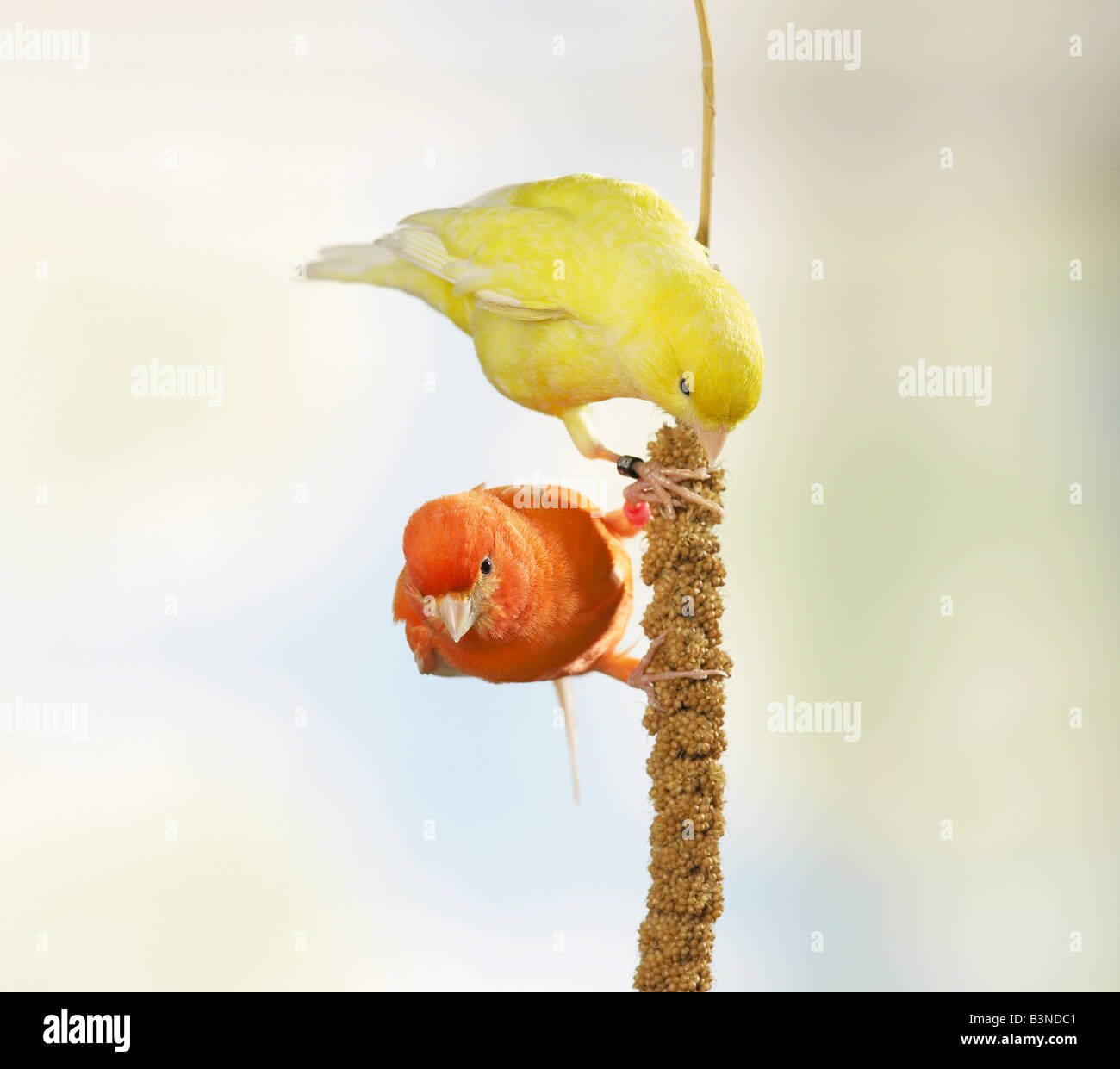 two canaries - at millet Stock Photo - Alamy
