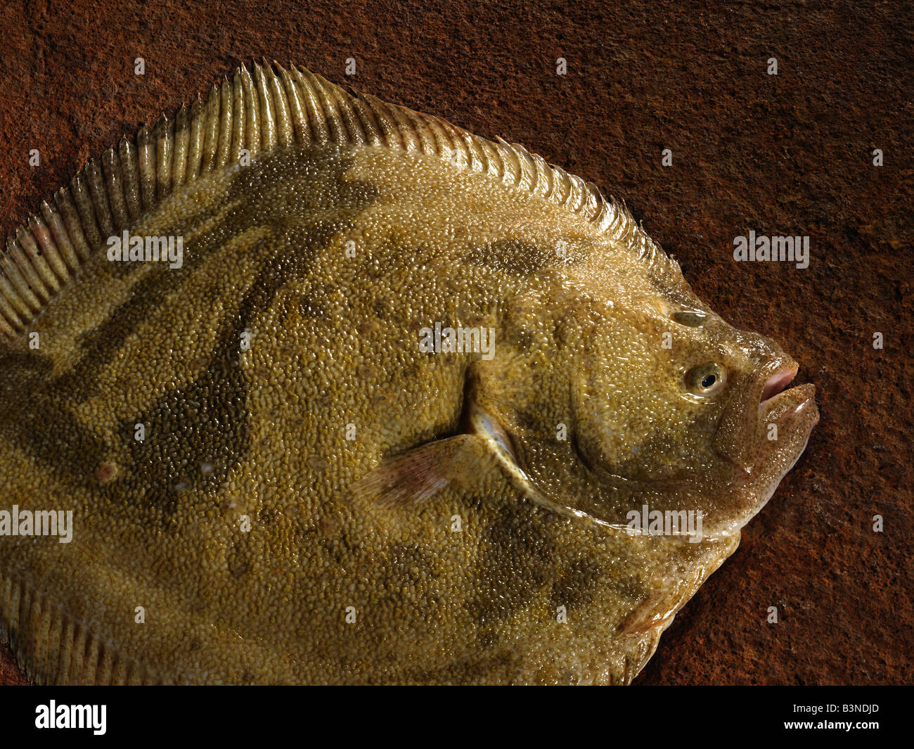 Turbotfish hi-res stock photography and images - Alamy
