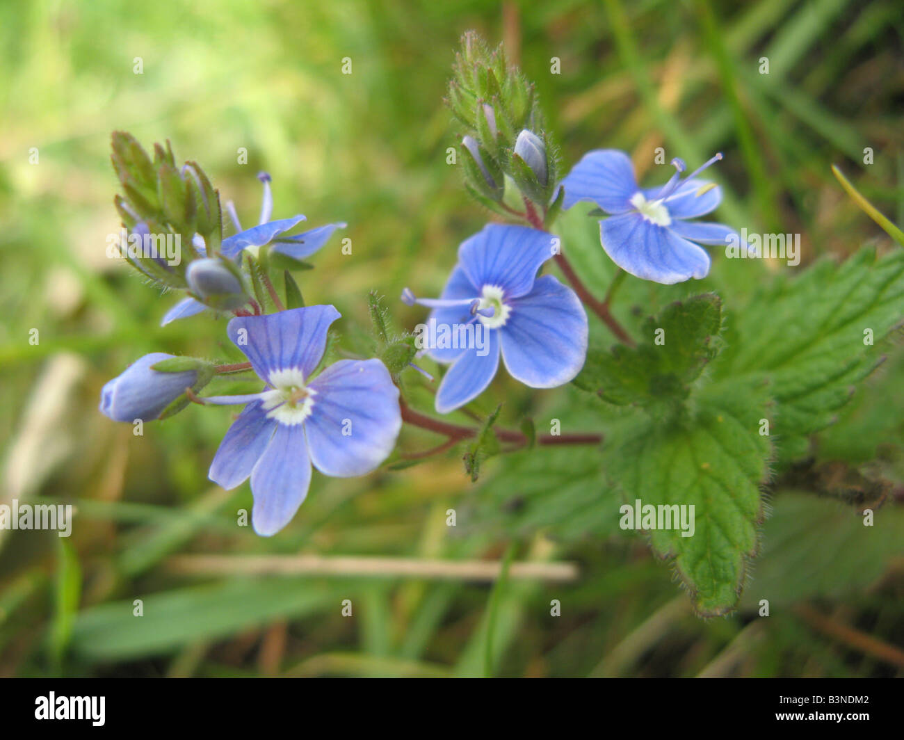 GERMANDER SPEEDWELL (Veronica chamaedrys) is the most common the of ...