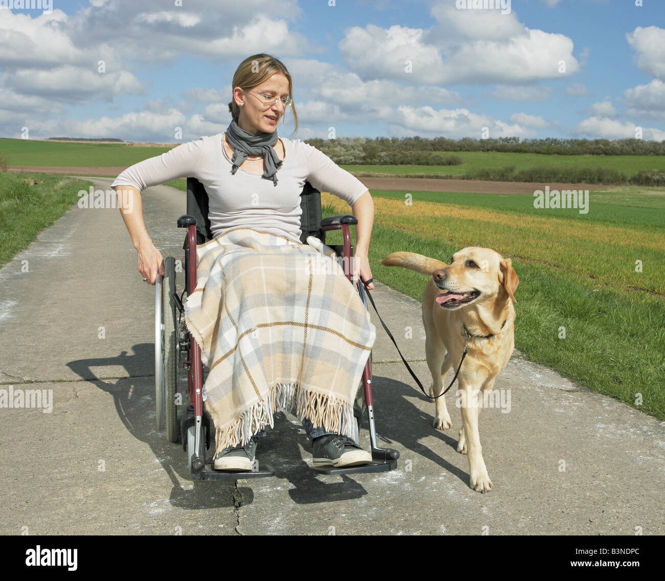 Brown labrador walking wheelchair hi-res stock photography and images ...