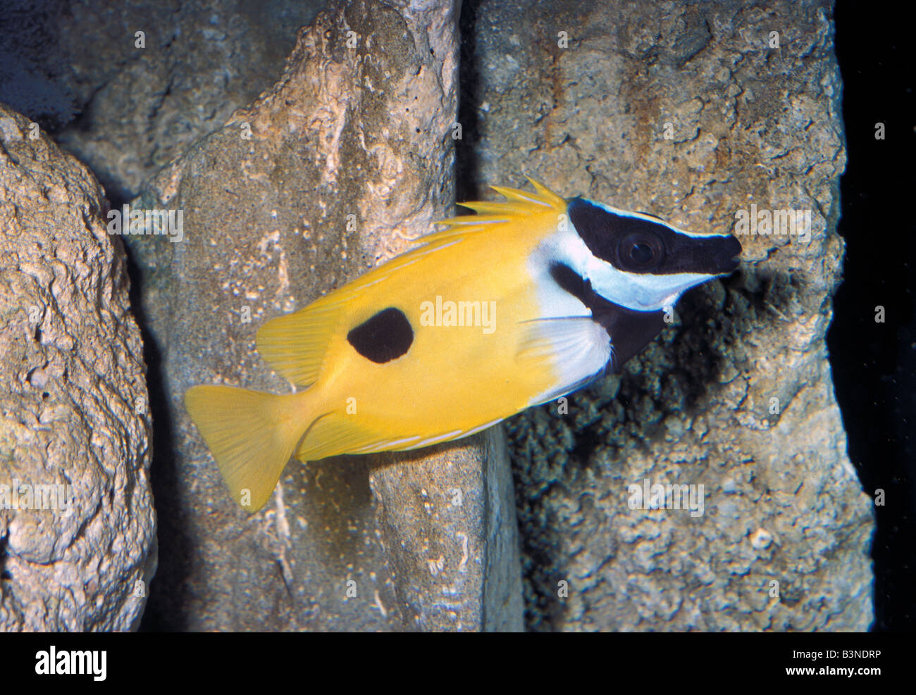 Siganus volpinus hi-res stock photography and images - Alamy