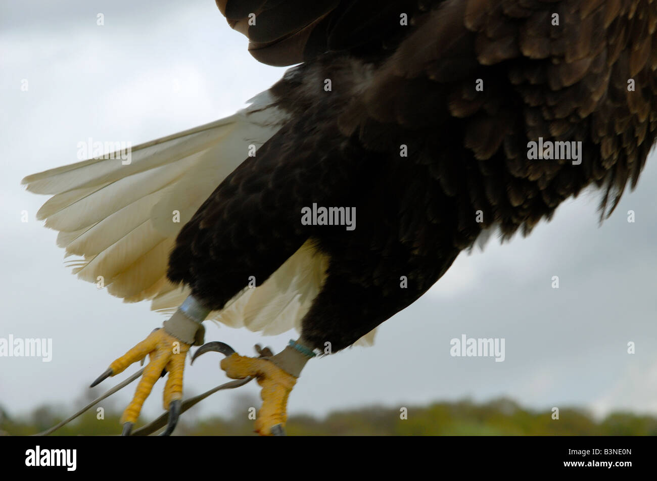 A bald eagle taking off Stock Photo - Alamy
