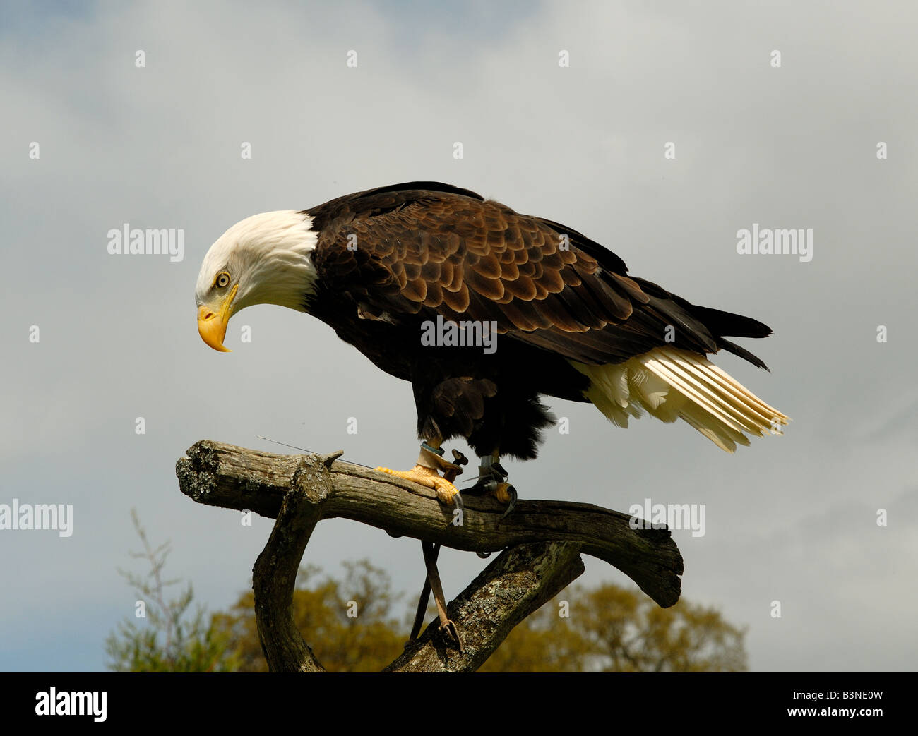 Eagle place hi-res stock photography and images - Alamy