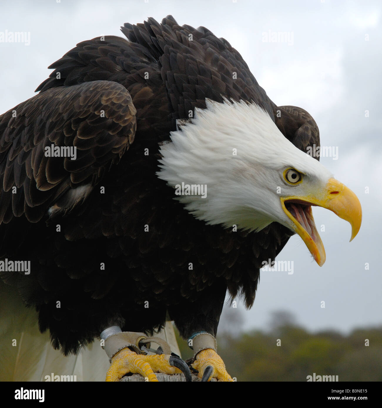 Eagle place hi-res stock photography and images - Alamy