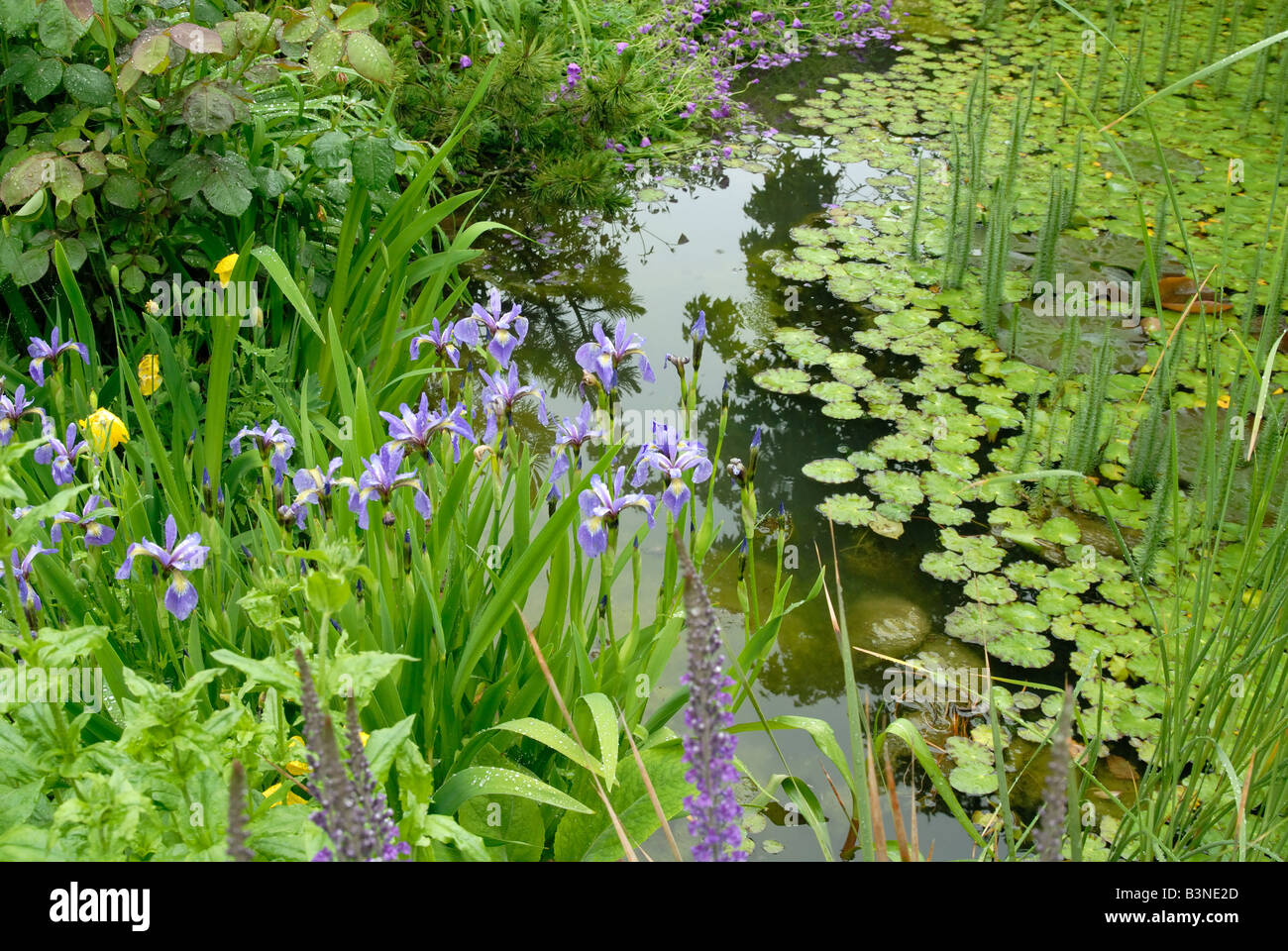 Barnsdale garden hi-res stock photography and images - Alamy