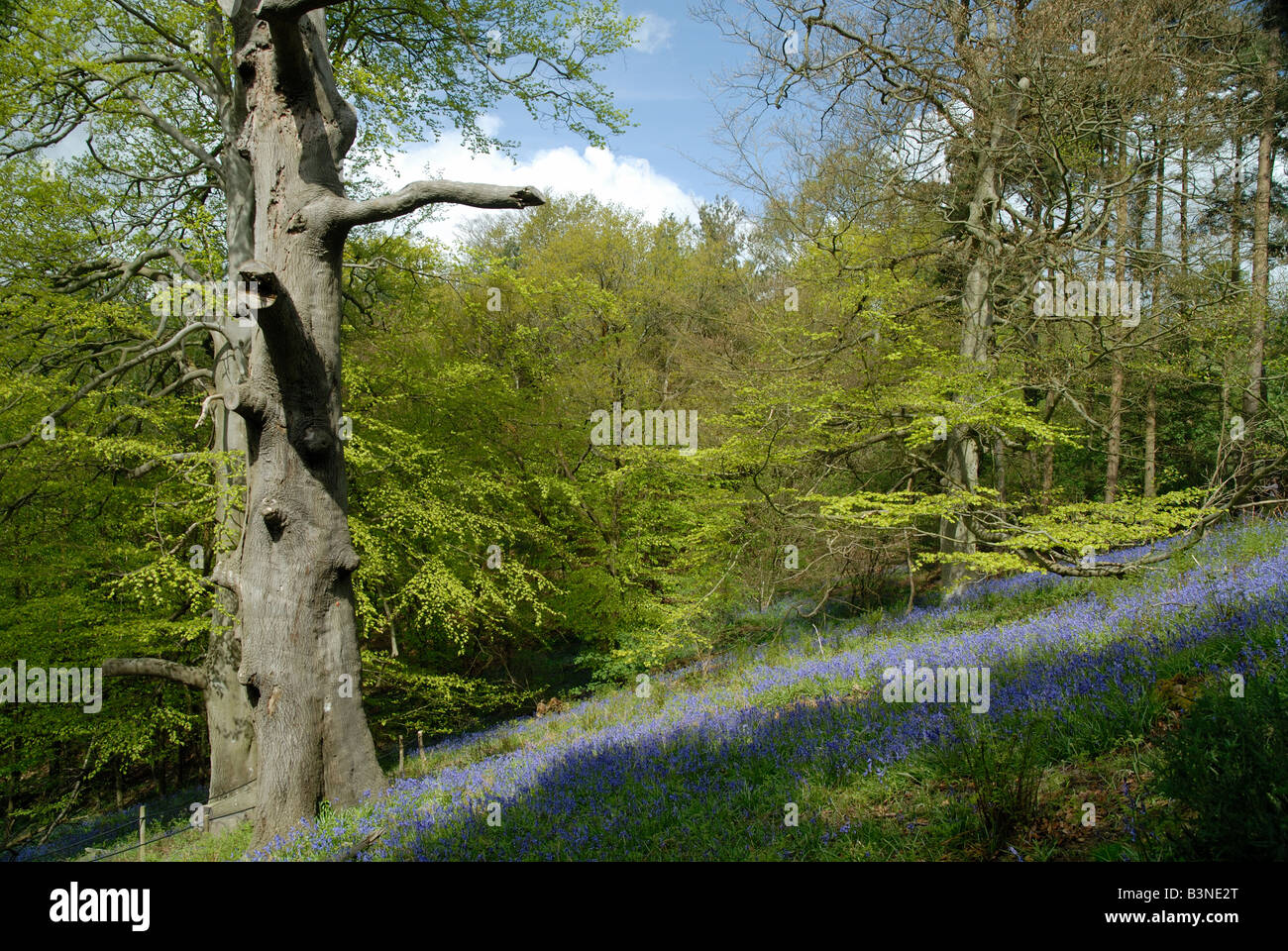 Bluebells in the Enchanted Forest, Groombridge Place, Kent Stock Photo ...