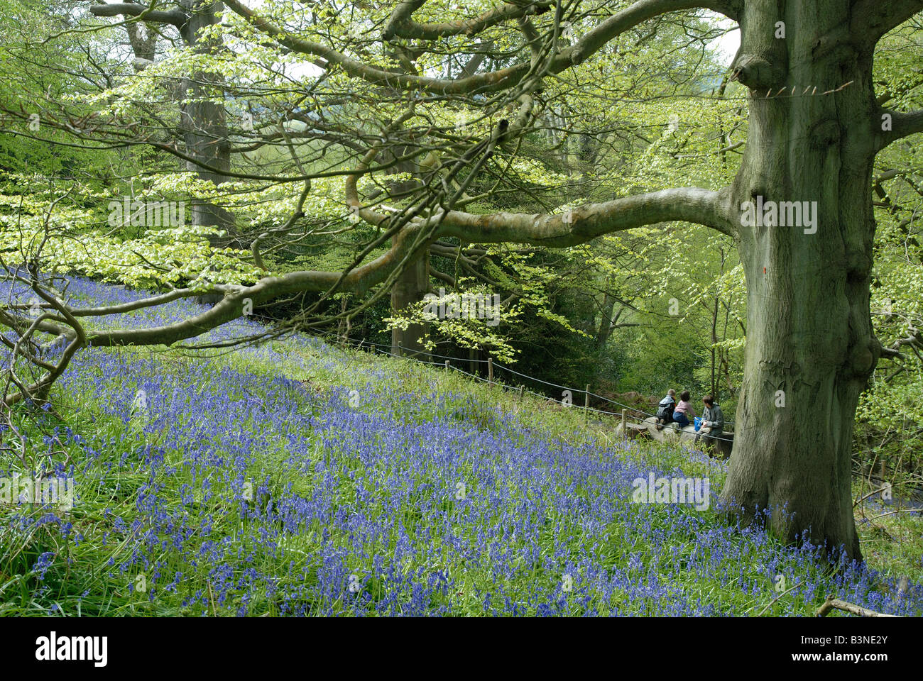 Enchanted forest groombridge place hi-res stock photography and images ...