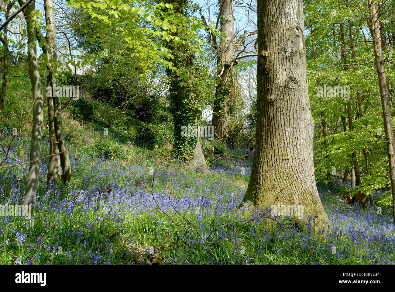 Enchanted forest groombridge place hi-res stock photography and images ...
