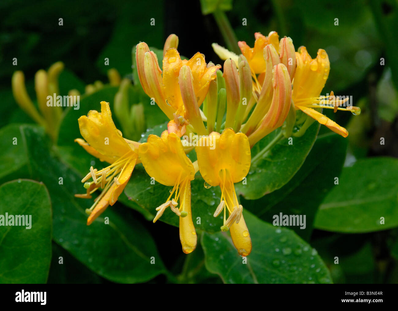 Honeysuckle hi-res stock photography and images - Alamy