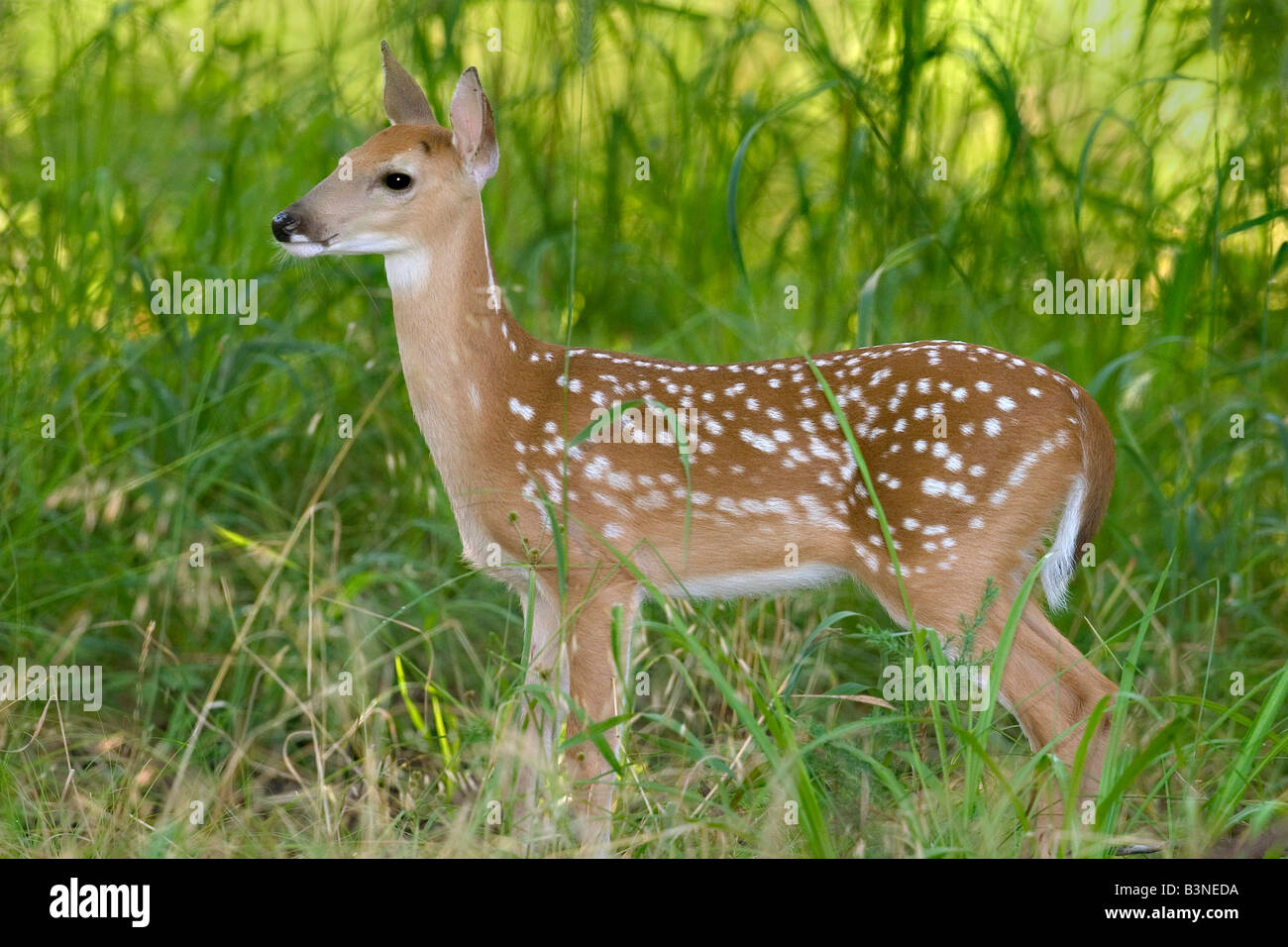Moschidae hi-res stock photography and images - Alamy