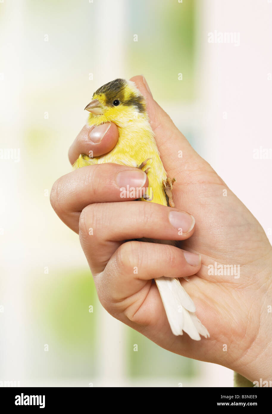 Canary bird hand hi-res stock photography and images - Alamy
